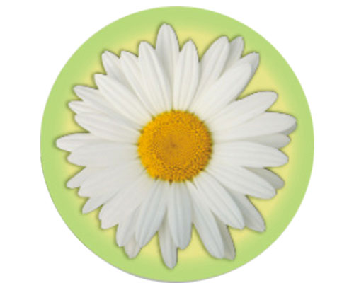 The Daisy Award